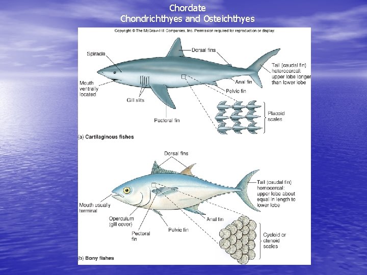 Chapter 8 Marine Fishes Classification of Fishes Marine