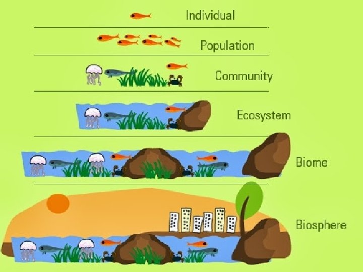 Living Things and Their Environment Ecology Ecology is