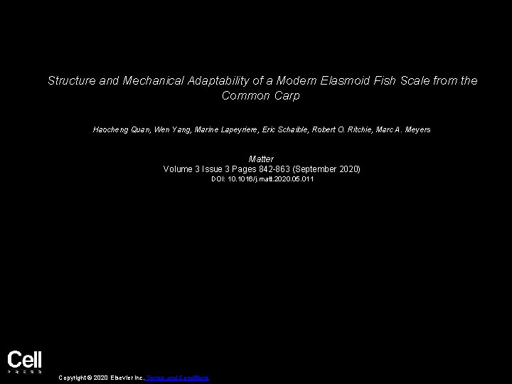 Structure and Mechanical Adaptability of a Modern Elasmoid