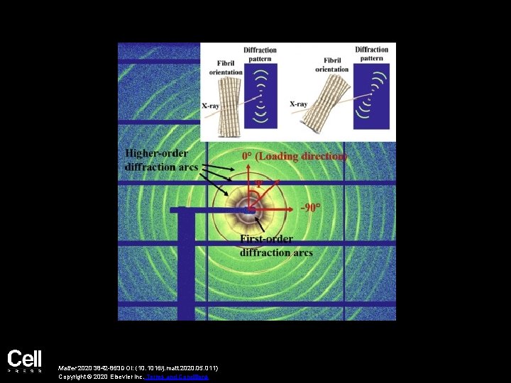 Structure and Mechanical Adaptability of a Modern Elasmoid