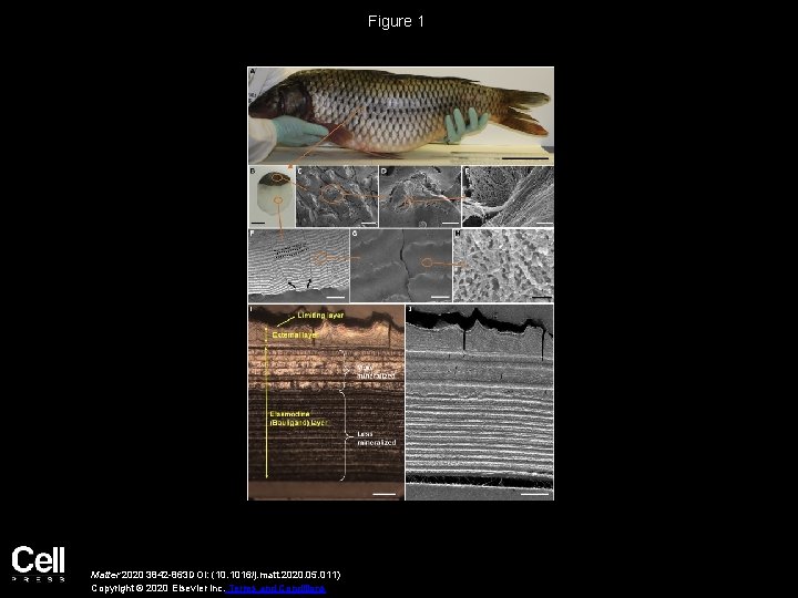 Structure and Mechanical Adaptability of a Modern Elasmoid