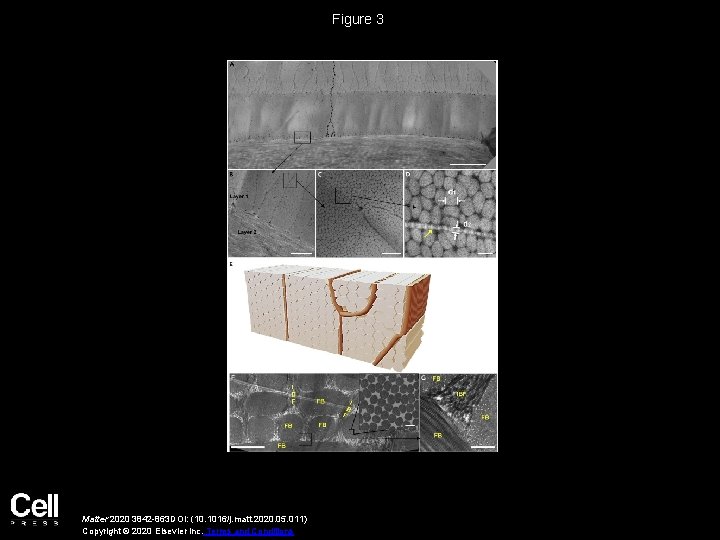 Structure and Mechanical Adaptability of a Modern Elasmoid