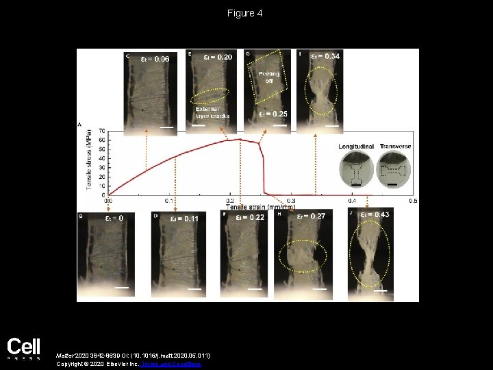 Structure and Mechanical Adaptability of a Modern Elasmoid