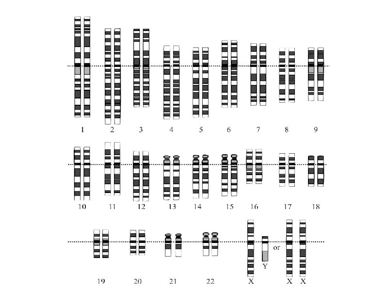 Human Genetics EQ How can genetic patterns be