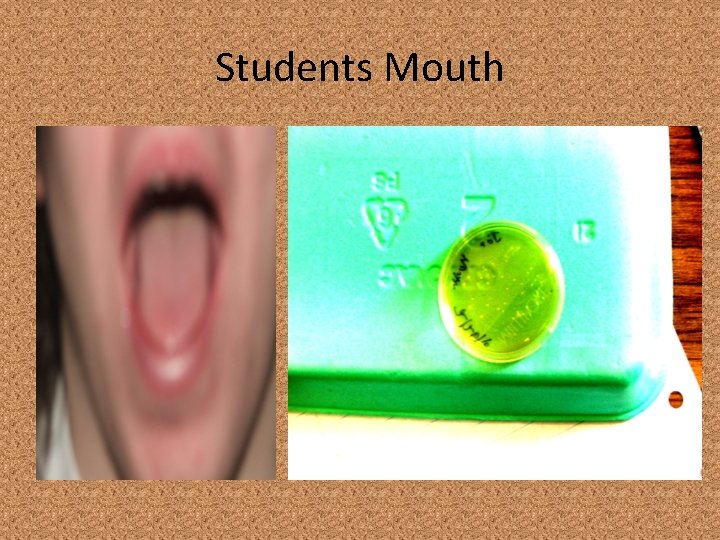 Bacteria Study By Corey Negley Special Thanks To