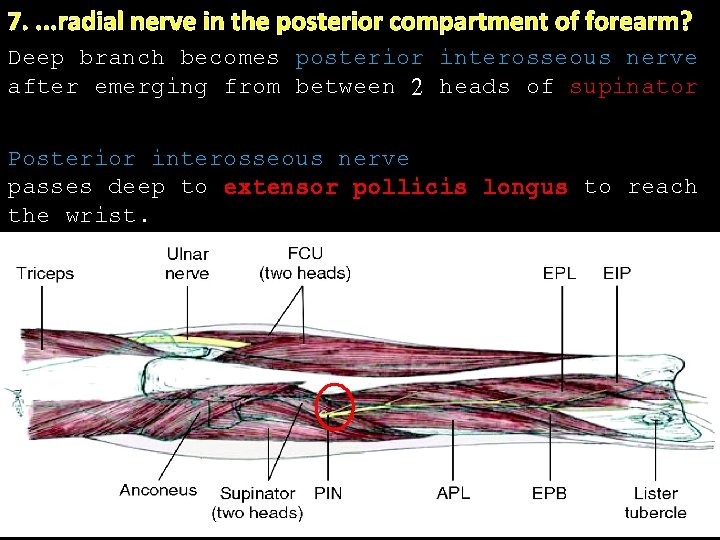 POSTERIOR ASPECT OF THE FOREARM ANATOMY OF THE