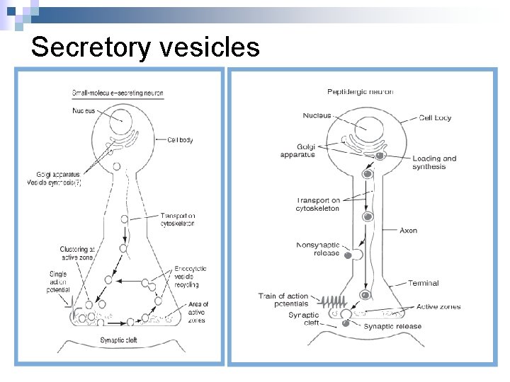 Academic HalfDay The Chemical Basis for Neuronal Communication