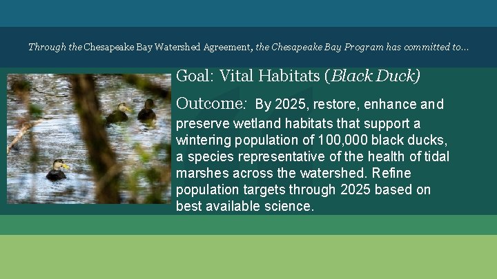 QUARTERLY PROGRESS MEETING November 2020 Chesapeake Bay Program