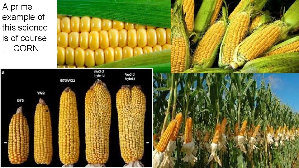The connection between sciences By Nathan Casper Agriculture
