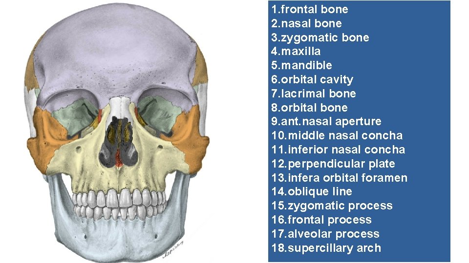 1 frontal bone 2 nasal bone 3 zygomatic