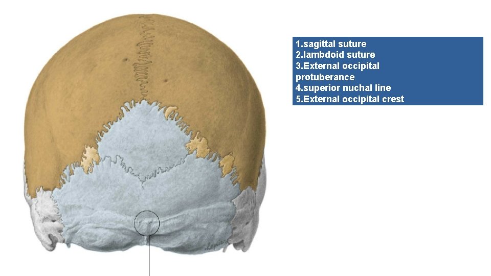 1 frontal bone 2 nasal bone 3 zygomatic