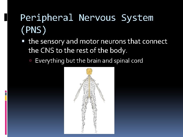 Brain Neurotransmitters and Other Chemicals When the brain