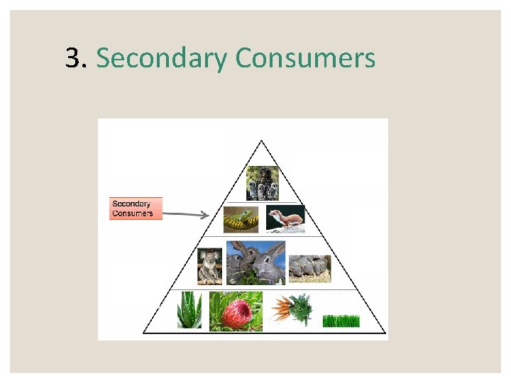 PRINCIPLES OF ECOLOGY Energy in Ecosystems Ecologythe interactions