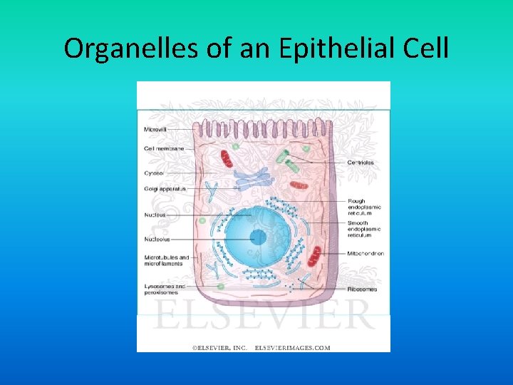 THE EPITHELIAL CELL By Billy Rodriguez Organelles of