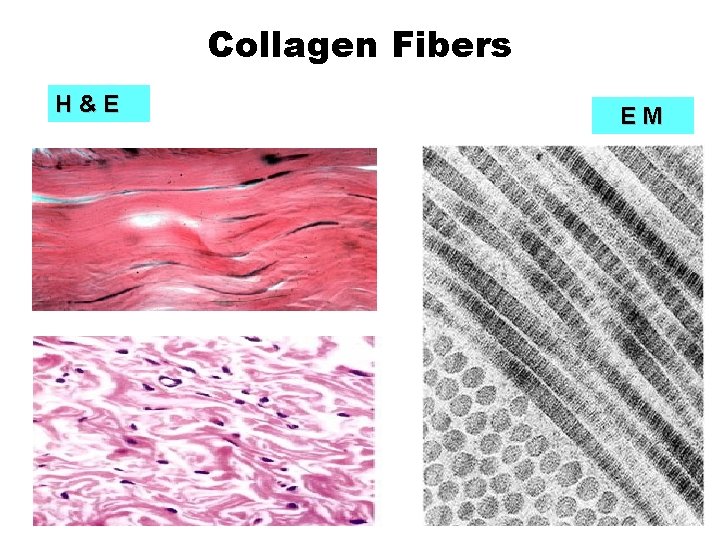 Connective T General Properties of Connective Tissue One