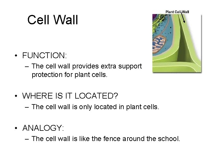 Cell Organelles Unit 4 What is an organelle