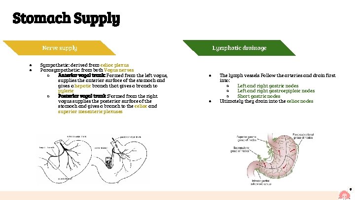 Esophagus And Stomach Gastrointestinal blockAnatomyLecture 3 Editing file