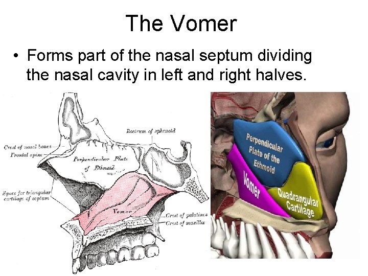 THE SKULL SIMPLY AMAZING Most complex bony structure