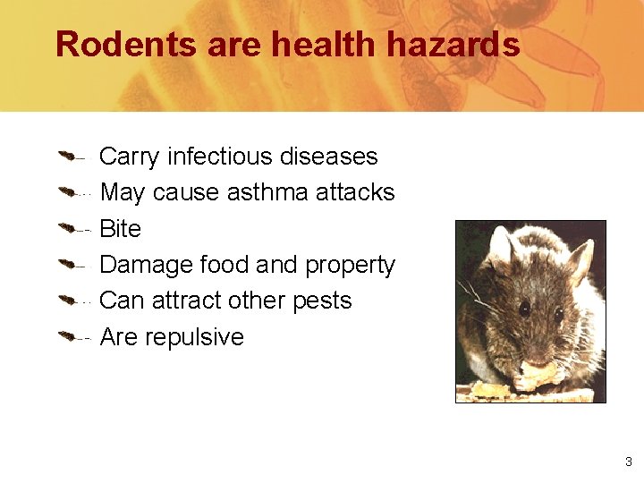 Rodents 1 Outline What rodents are Also known