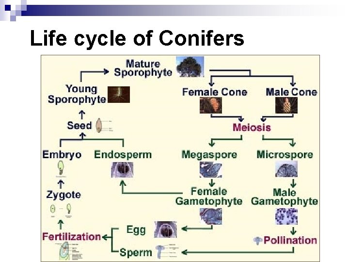 Unit 7 Chapter 24 Reproduction in Plants Alternation