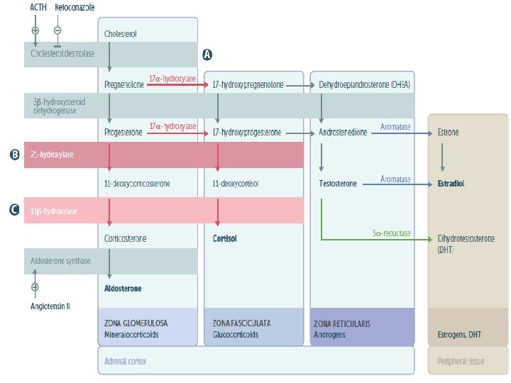 Congenital Adrenal Hyperplasia Tariq Rabaya MD July 2019