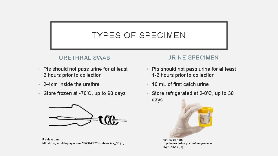 MICROBIOLOGY LABORATORY TESTING OF MALE URETHRITIS PATH 417