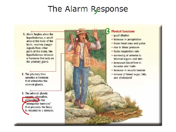 Stress the mind and bodys reaction to everyday