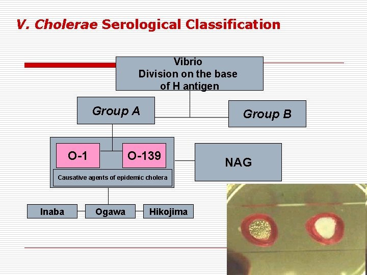 ODESSA NATIONAL MEDICAL UNIVERSITY Microbiology virology and immunology