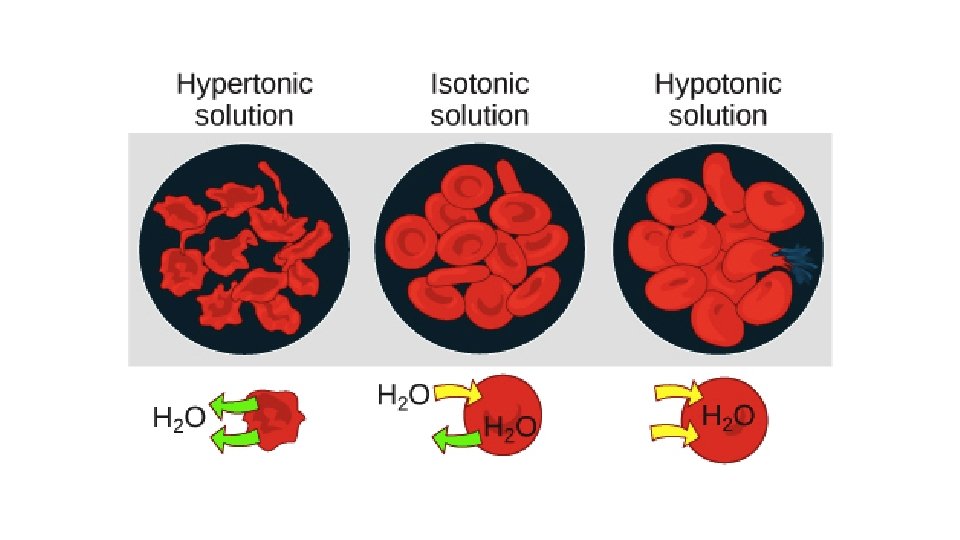 Cell Structure and Transport Review Honors What are