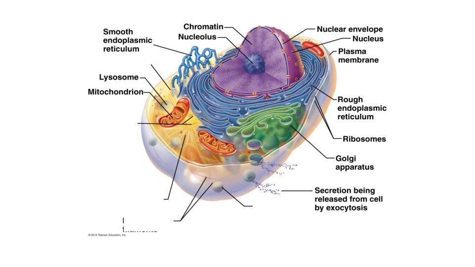 Cell Structure and Transport Review Honors What are