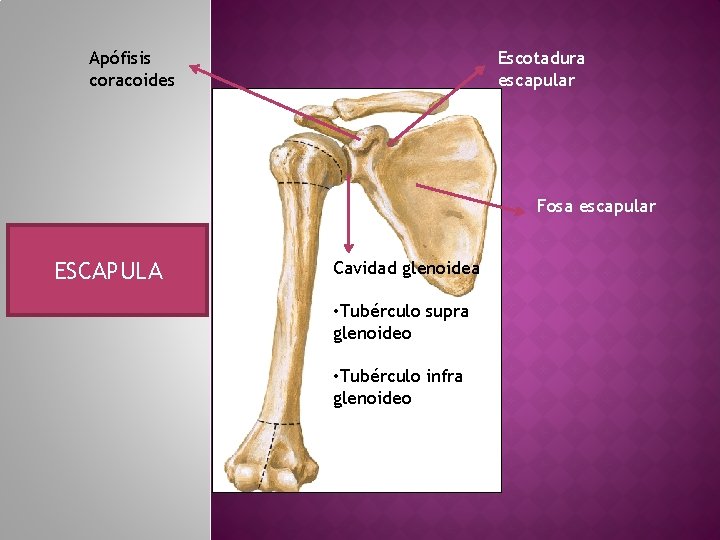 Huesos y articulaciones de miembro superior ALUMNA Nathalia