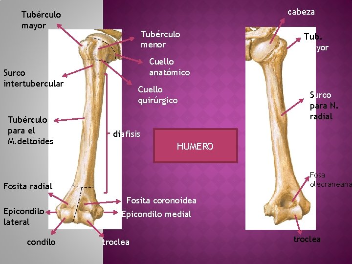 Huesos y articulaciones de miembro superior ALUMNA Nathalia
