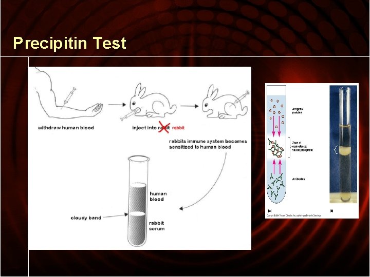Forensic Serology Identification Using Blood Groups Stains This
