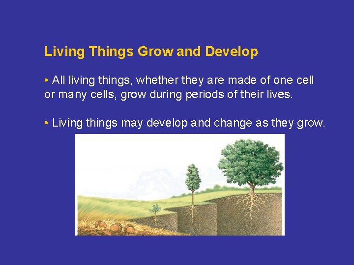 Characteristics of Living Things Objectives Describe the six