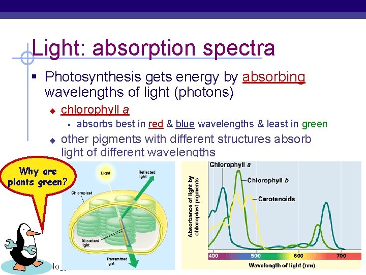 Photosynthesis Life from Light and Air Honors Biology