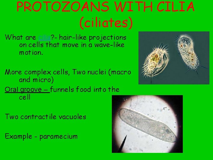 PROTISTS KINGDOMS ARCHAEBACTERIA PROTISTS EUBACTERIA FUNGUS ANIMAL PLANT