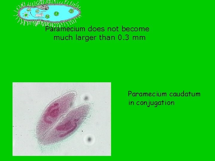 PROTISTS KINGDOMS ARCHAEBACTERIA PROTISTS EUBACTERIA FUNGUS ANIMAL PLANT