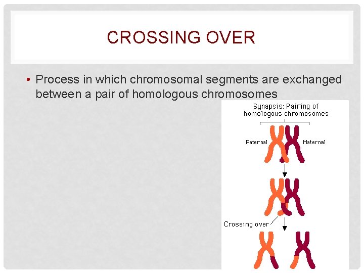 MEIOSIS REPRODUCTION Asexual splitting budding parthenogenesis egg develops