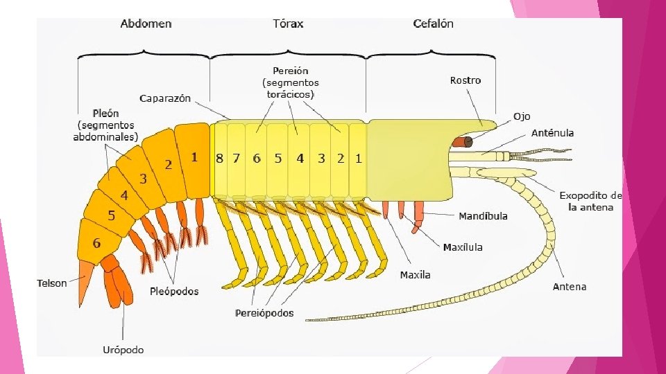 Sub Phylum CRUSTACEA CLASES Clase Ostracoda Clase Branchiopoda