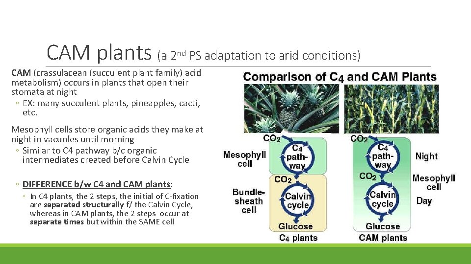 Photosynthesis ALTERNATIVE PS PATHWAYS Quick Review 1 Where