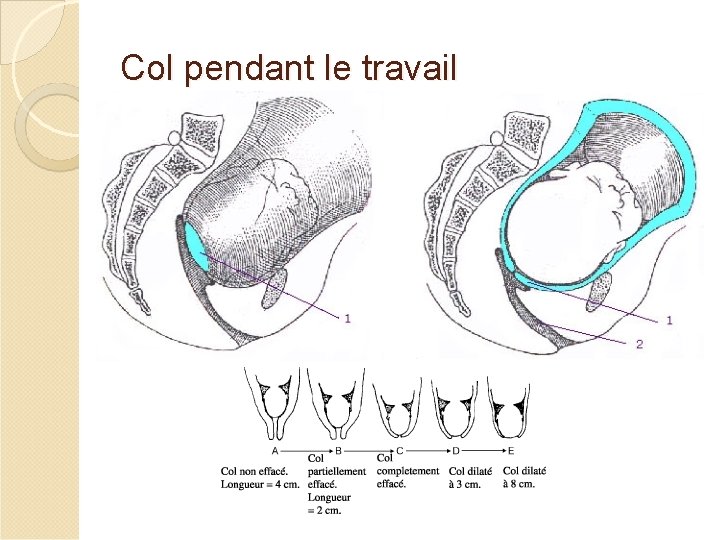 LACCOUCHEMENT Du travail la dlivrance DFINITION LACCOUCHEMENT EST