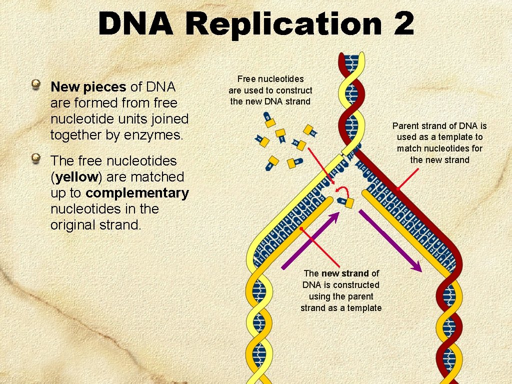 Genetics Evolution Series Copyright 2005 Version 2 0