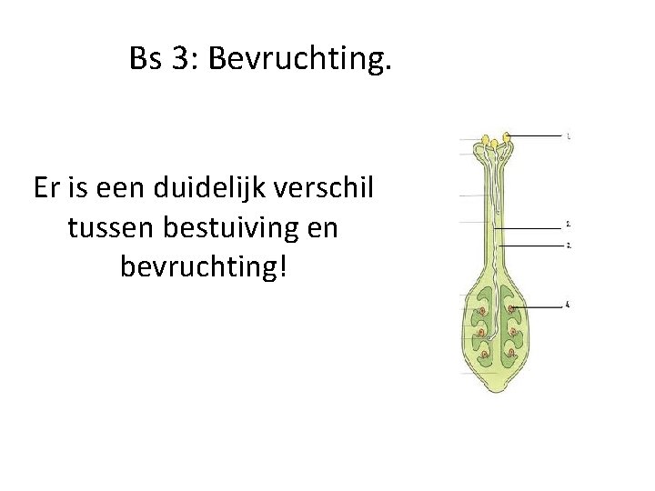 Bloemen vruchten zaden Biologie voor jou Klas 1