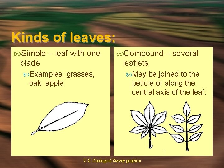 CS 304 Structure of Plants Ag Ed Net