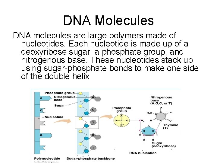 Molecular Biology of the Gene Chapter 12 1