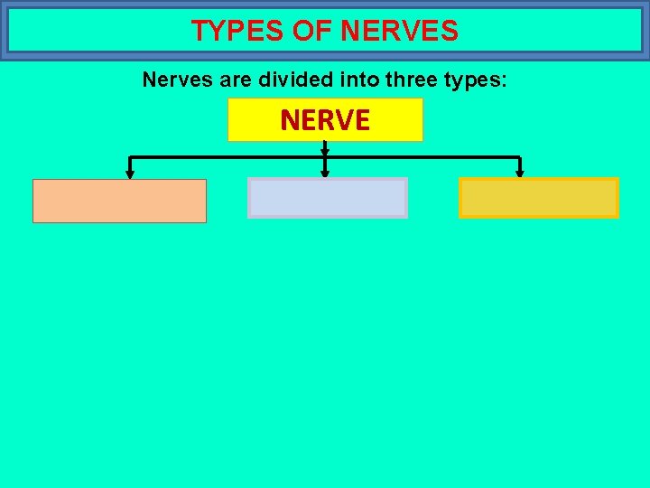 NERVOUS SYSTEM Class 7 Subject BIOLOGY Part 4