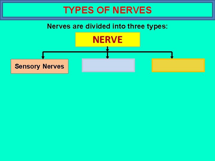 NERVOUS SYSTEM Class 7 Subject BIOLOGY Part 4
