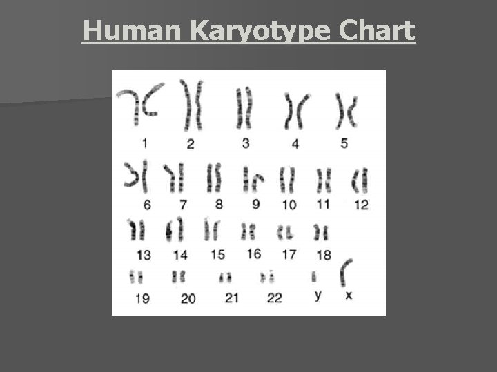Genetics Heredity Genetics is the study of heredity