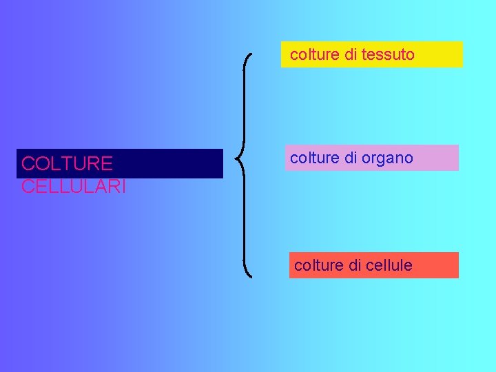 colture di tessuto COLTURE CELLULARI colture di organo