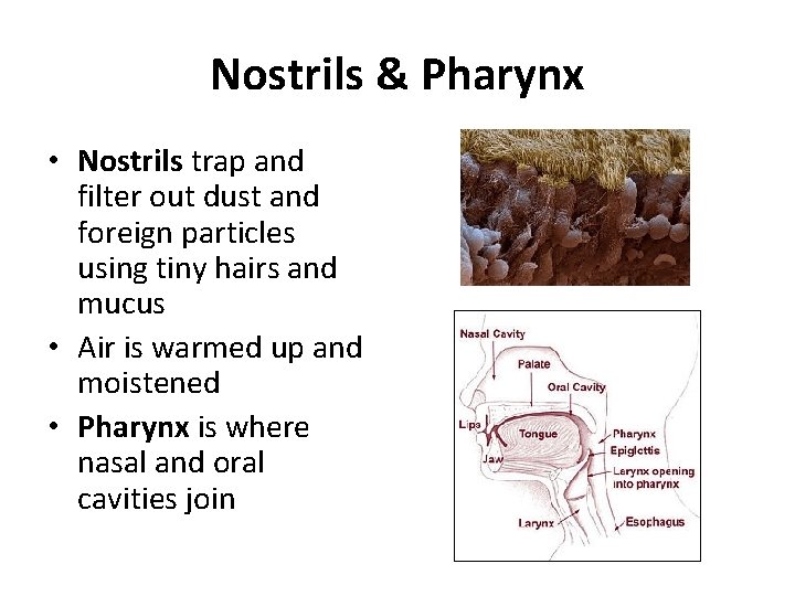 Respiratory System Nostrils Pharynx Nostrils trap and filter